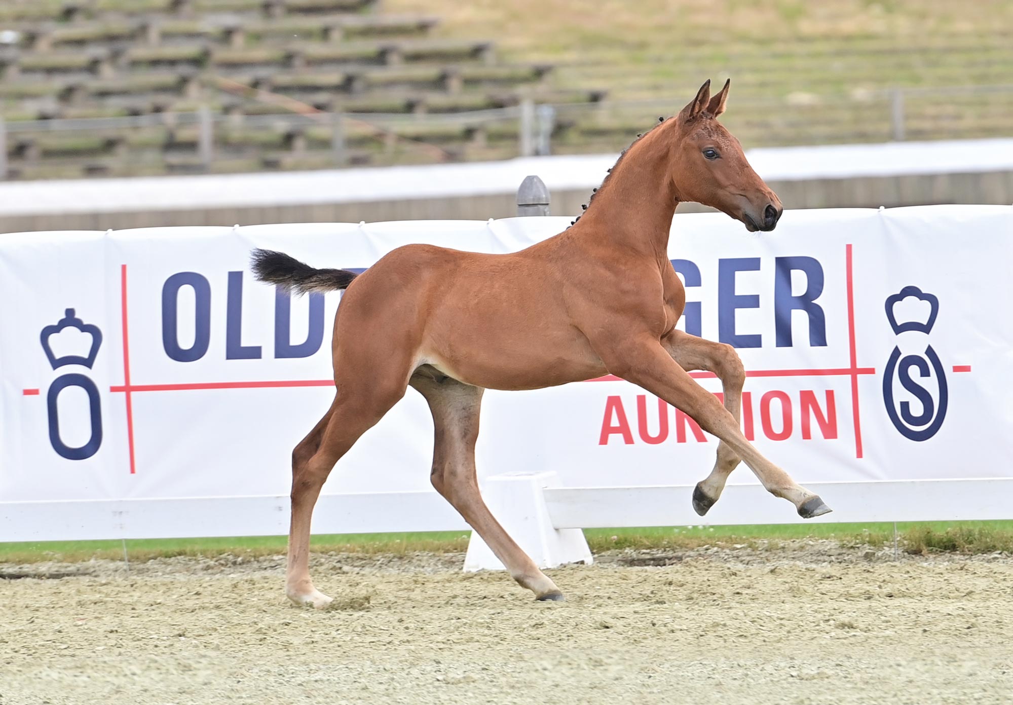 Live-Auktion mit 1.60 m-Parcoursstars | reitturniere.de | News ...
